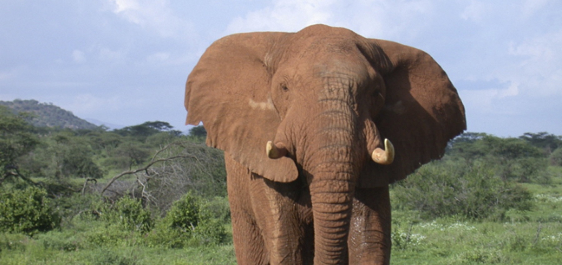 Elephant diet and gut microbiome in a changing climate | DTP in ...