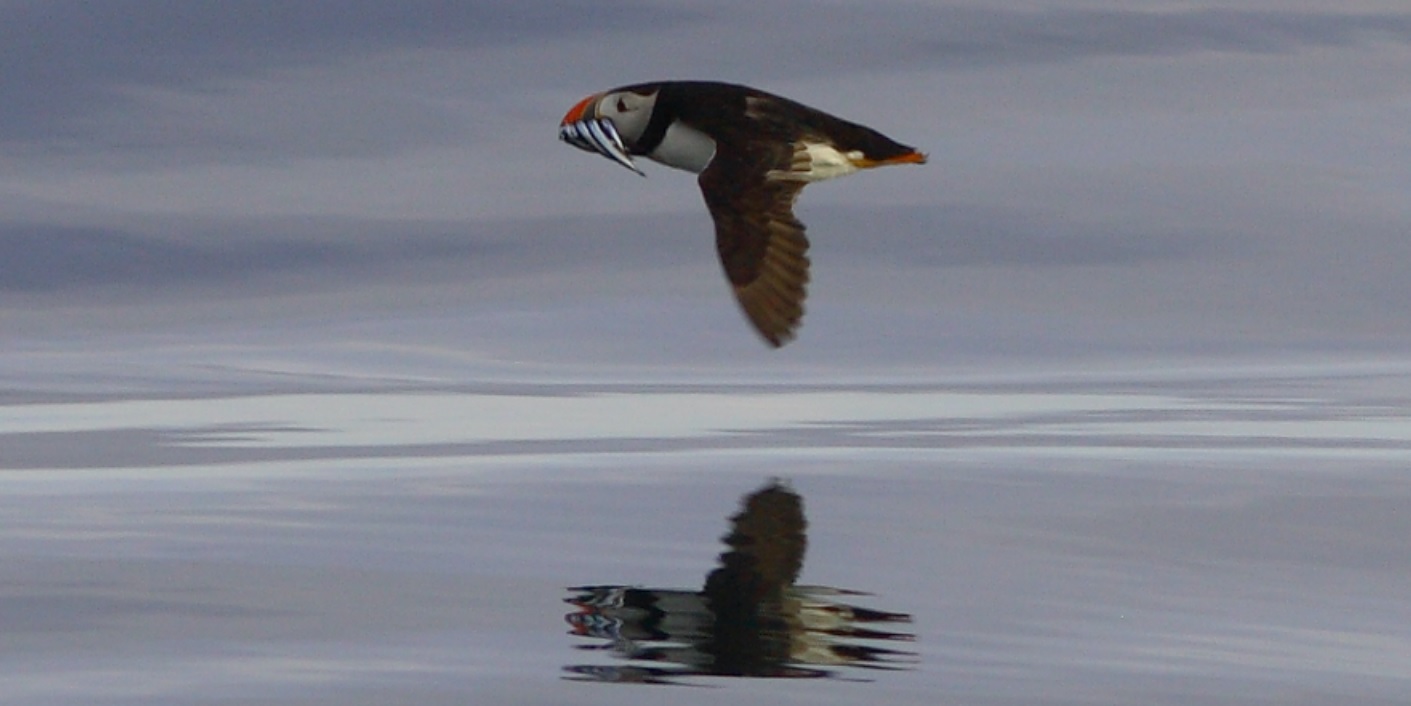 Seabird diets in a changing environment | DTP in Environmental Research