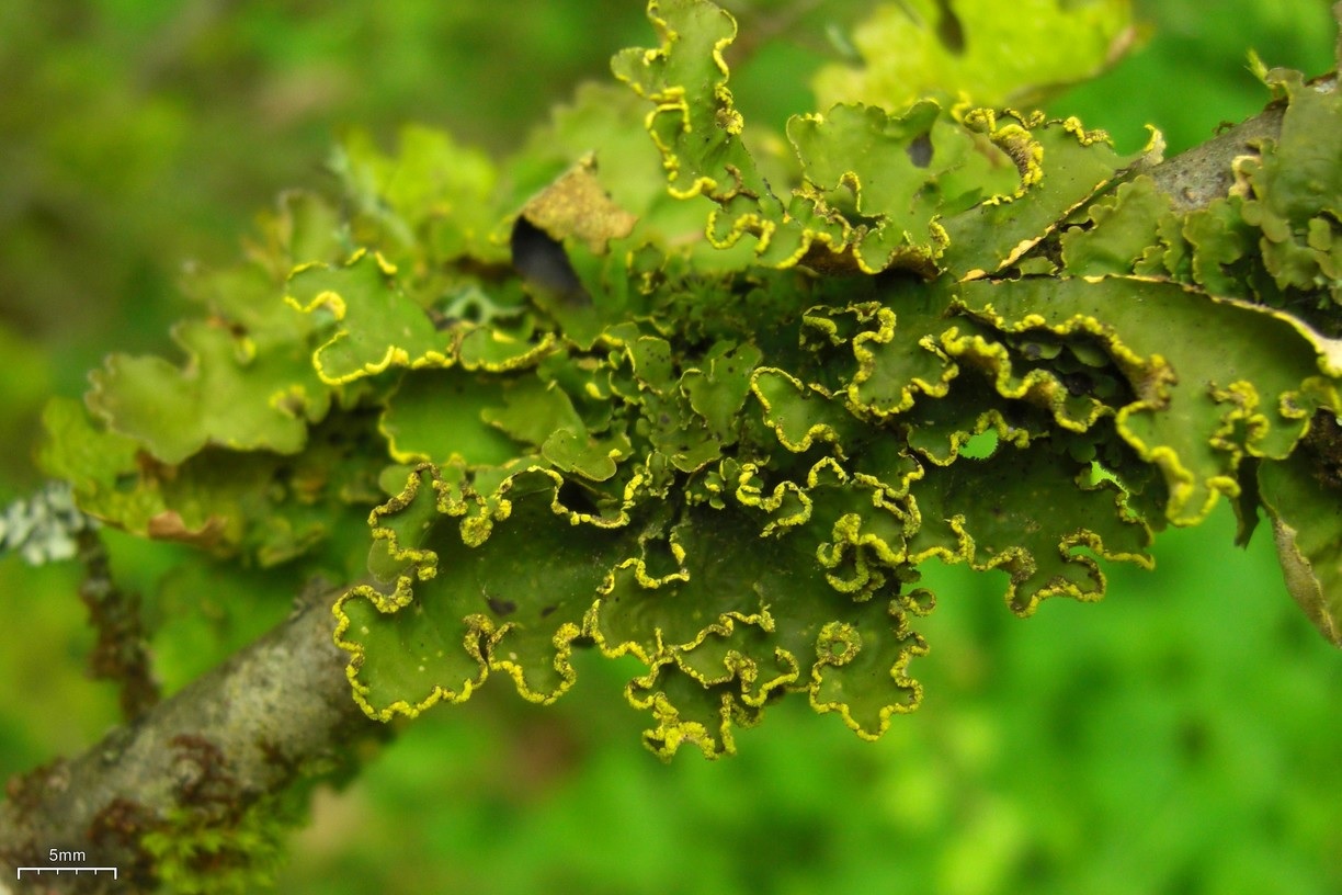 Lichen conservation – the demography of little things | DTP in ...