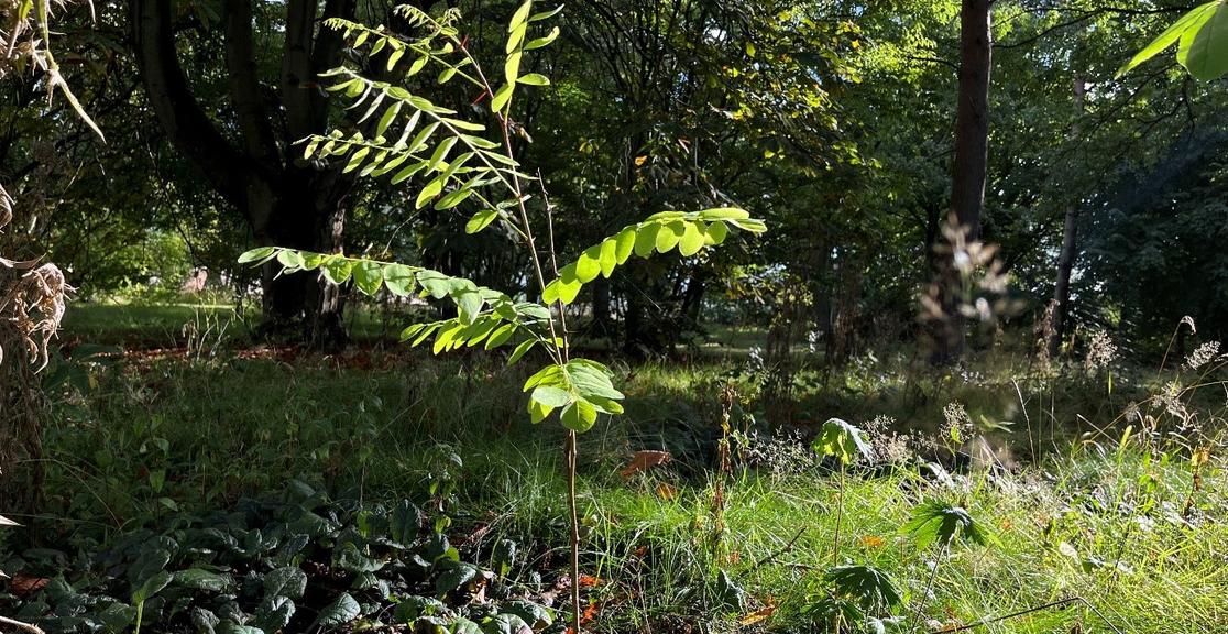 Plants on the move | DTP in Environmental Research