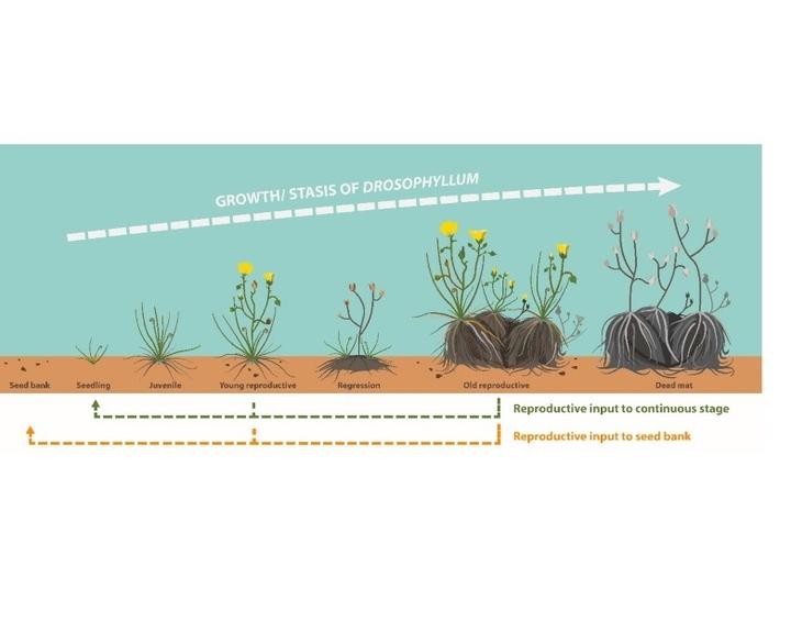 Seed banks as drivers of maladaptation to human disturbances under ...