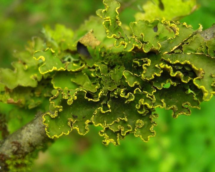 Lichen conservation – the demography of little things | DTP in ...